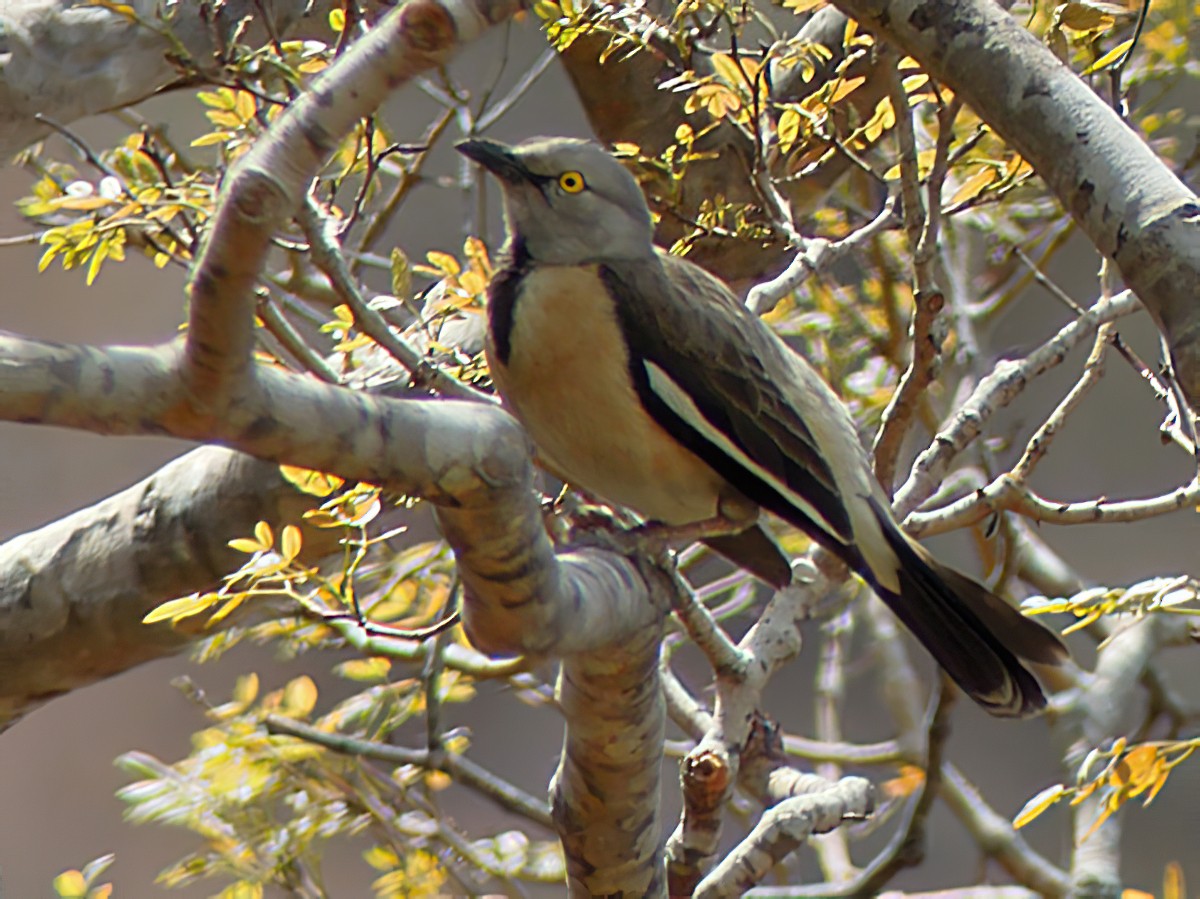 Babbling Starling - eBird