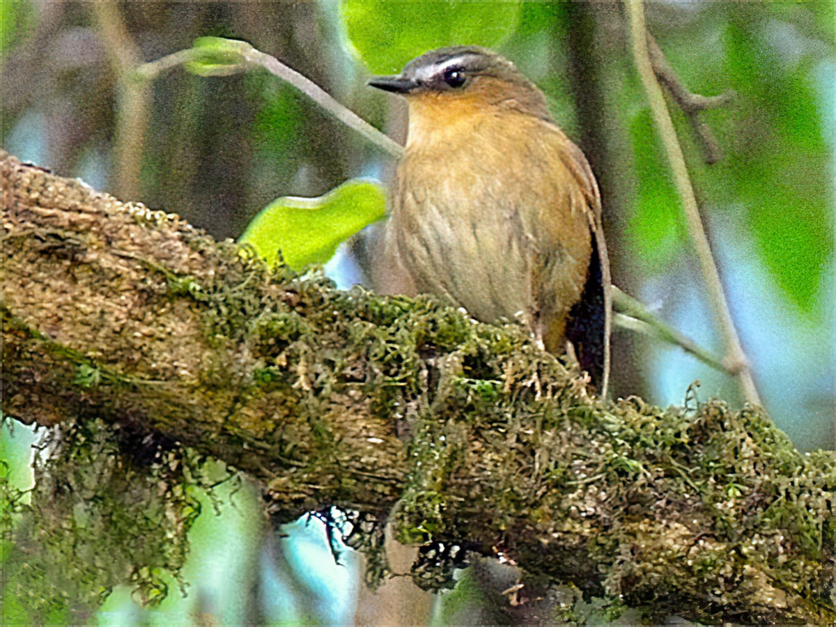 Sharpe's Akalat - eBird