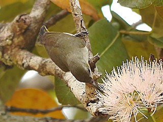Bates's Sunbird - eBird