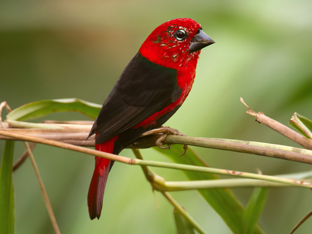 Black-bellied Seedcracker - eBird