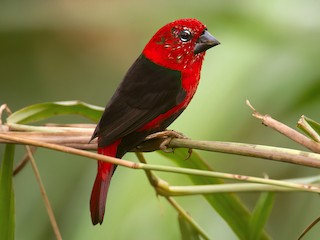 Black-bellied Seedcracker - eBird