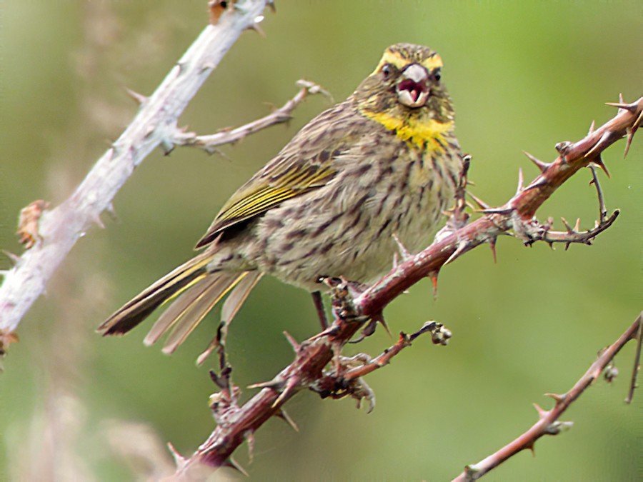 Yellow-browed Seedeater - eBird