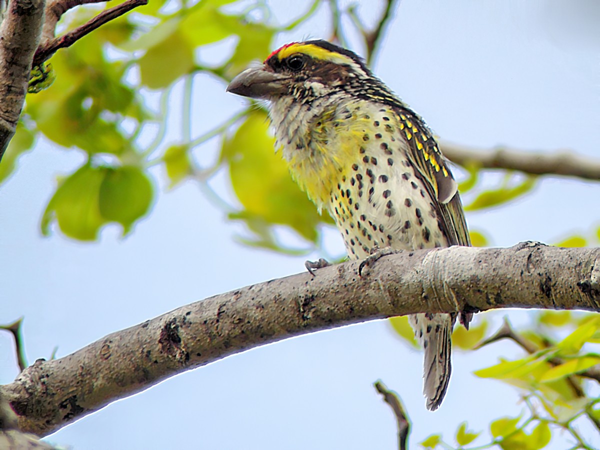 Miombo Barbet - eBird