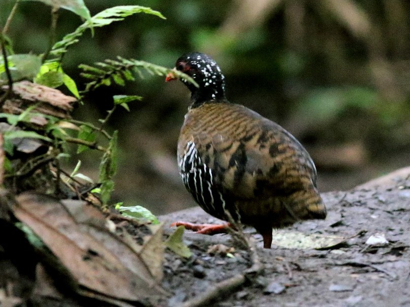 Red-billed Partridge - eBird