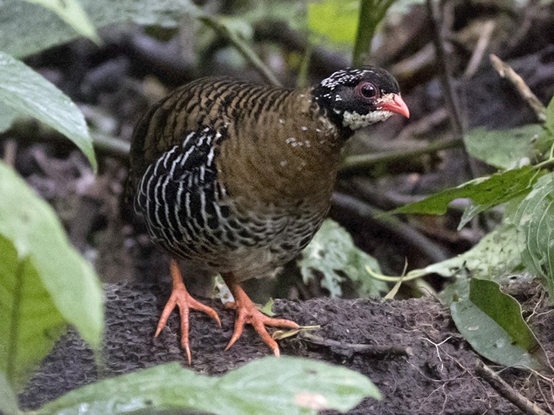 Red-billed Partridge - Arborophila rubrirostris - Birds of the World