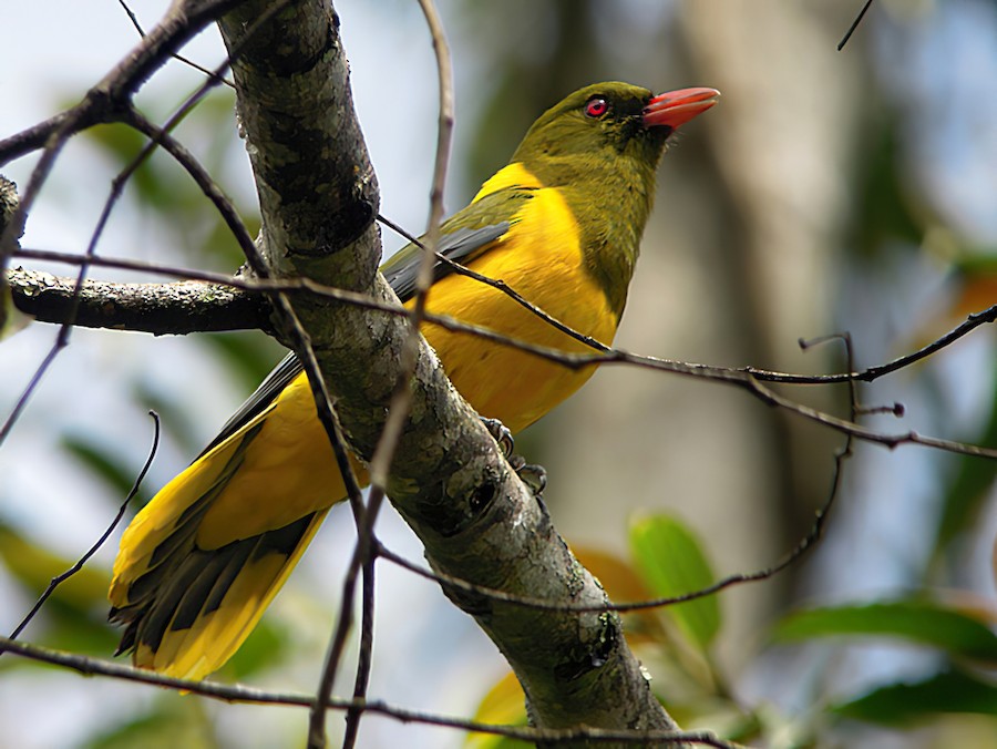 Green-headed Oriole - eBird