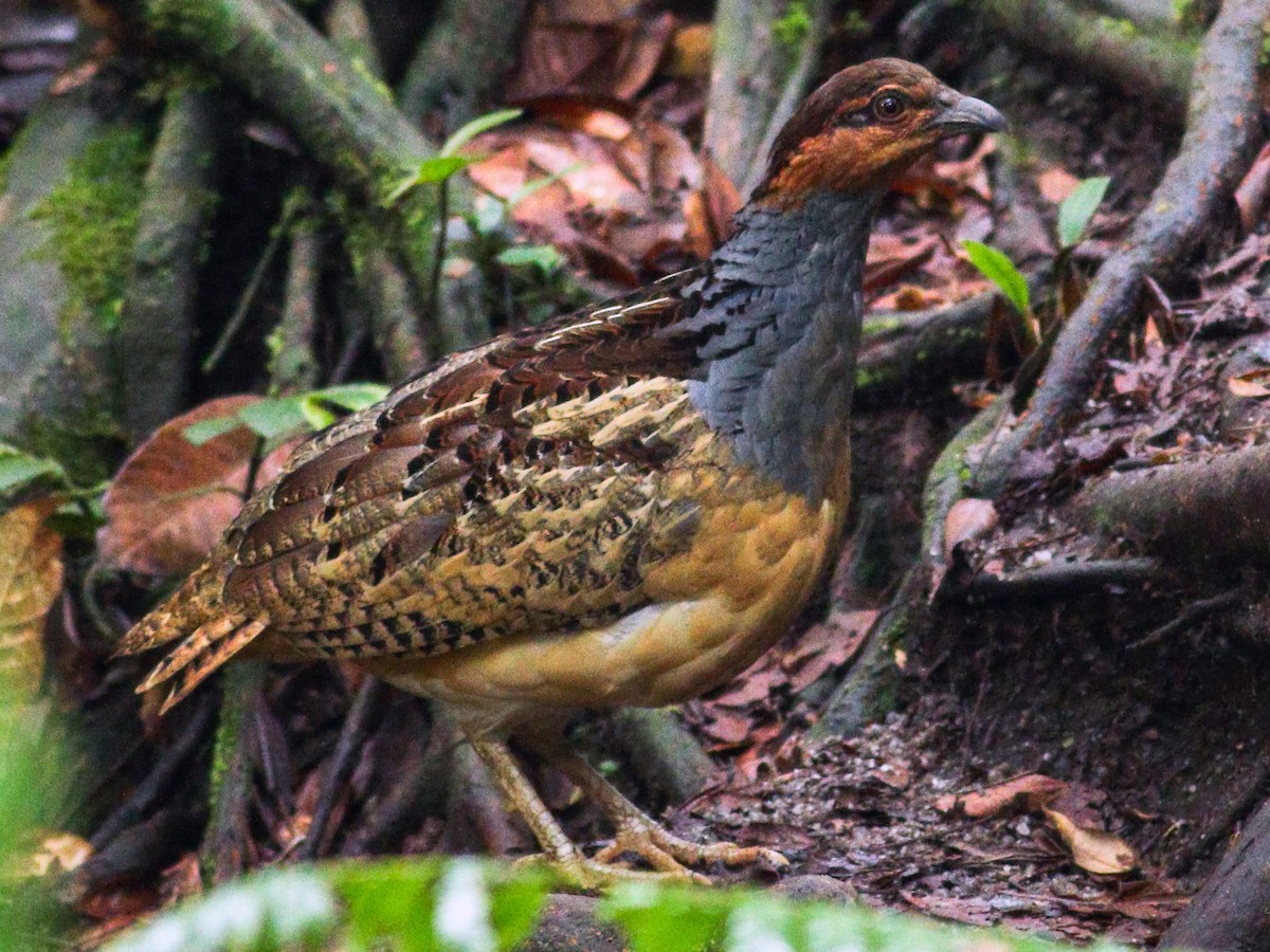 Long-billed Partridge - Rhizothera longirostris - Birds of the World
