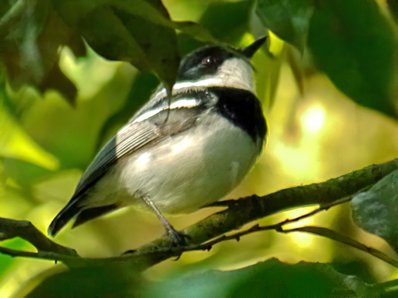 Dark Batis - eBird