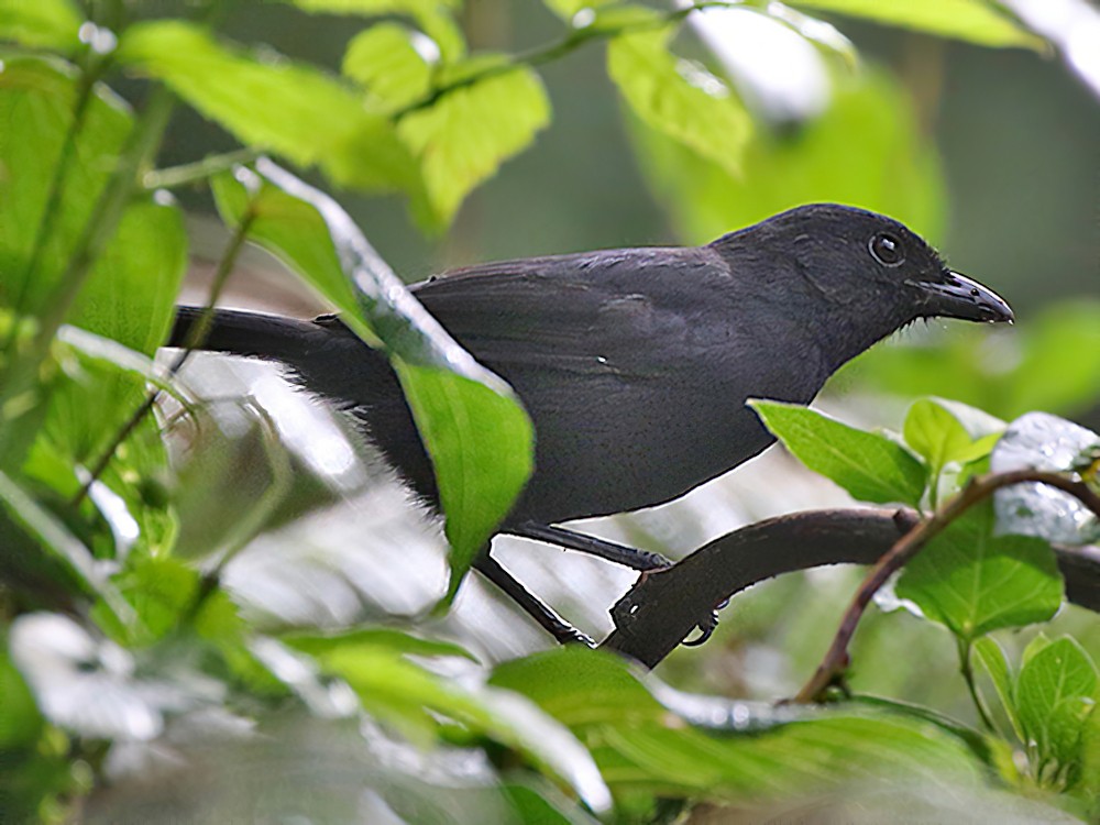 Fülleborn's Boubou - Laniarius fuelleborni - Birds of the World