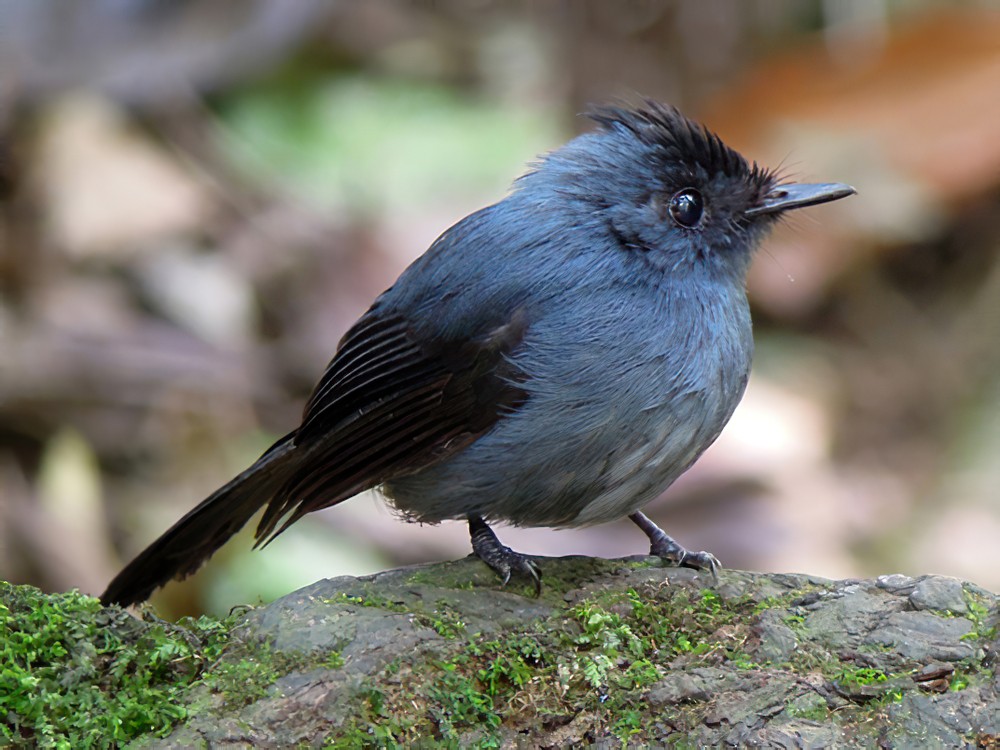 Dusky Crested Flycatcher - Elminia nigromitrata - Birds of the World
