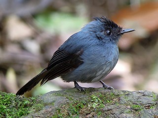Dusky Crested Flycatcher - Elminia nigromitrata - Birds of the World