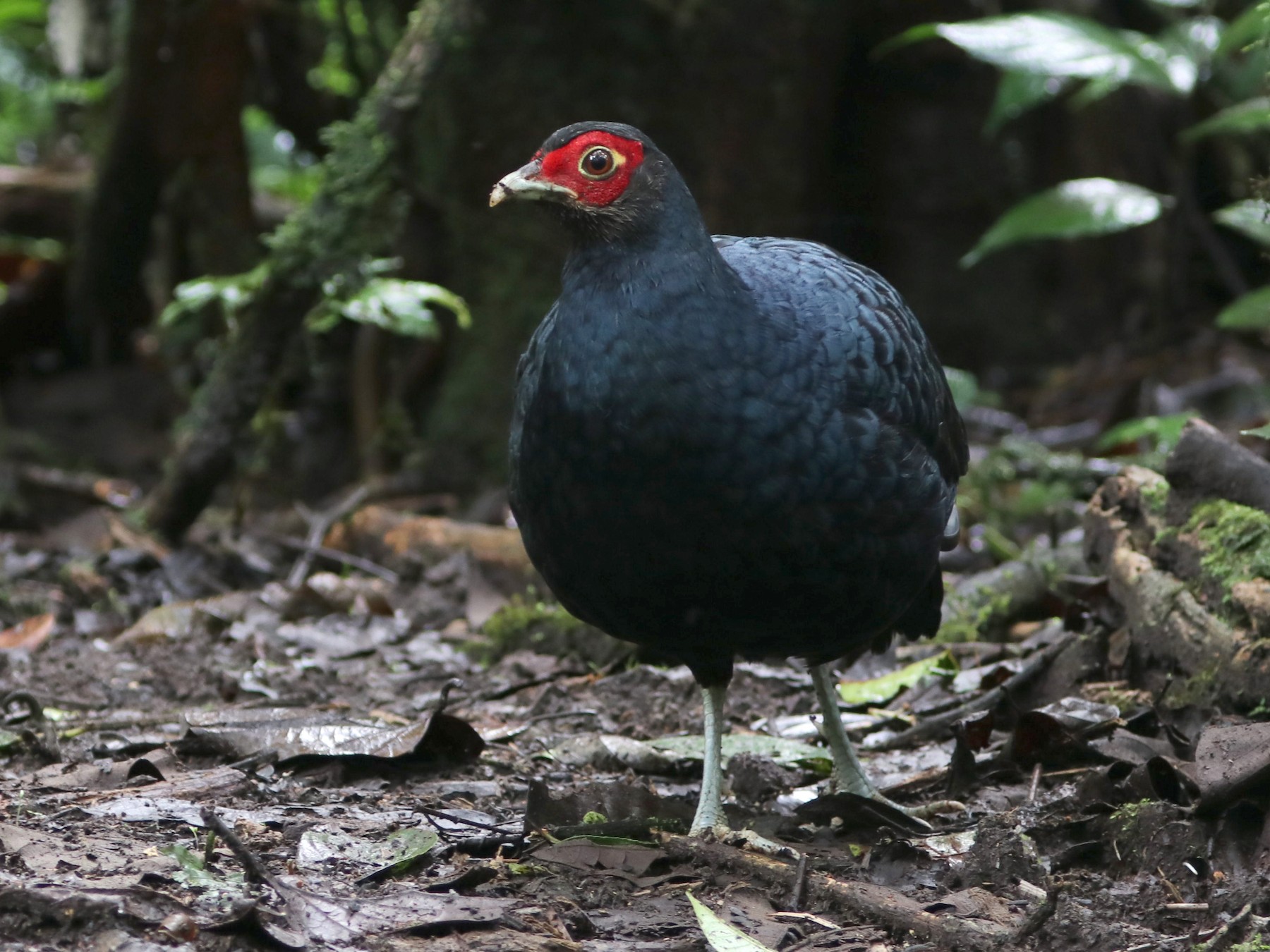 Salvadori's Pheasant - eBird