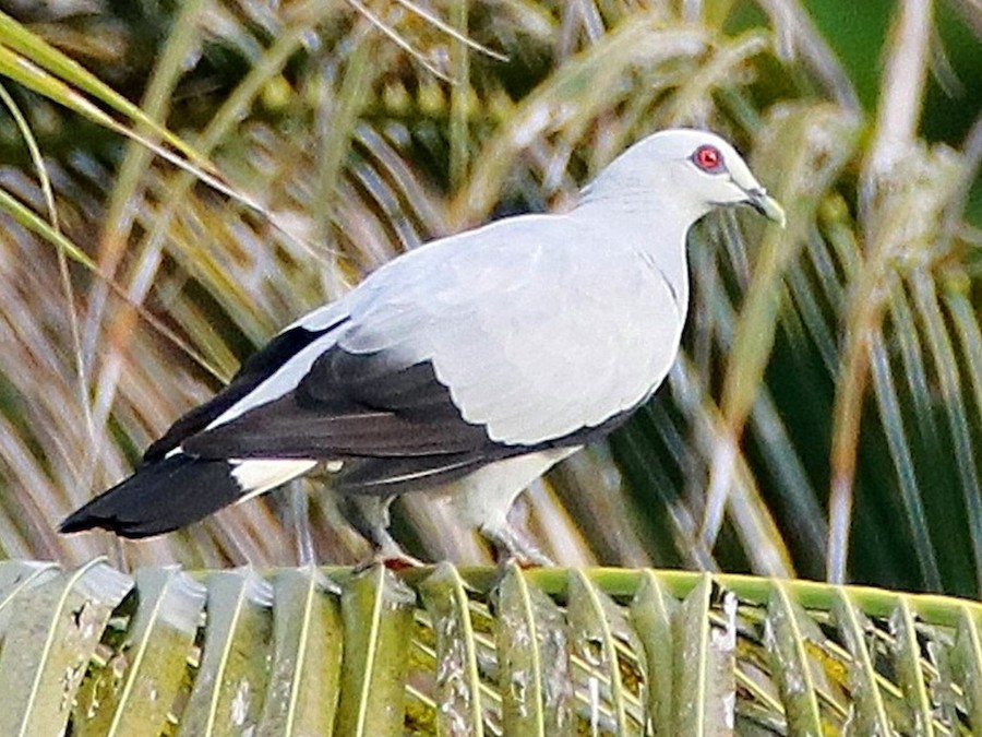 Silvery Pigeon - eBird