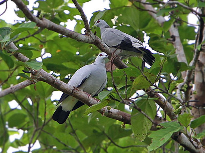 Silvery Wood-Pigeon - eBird
