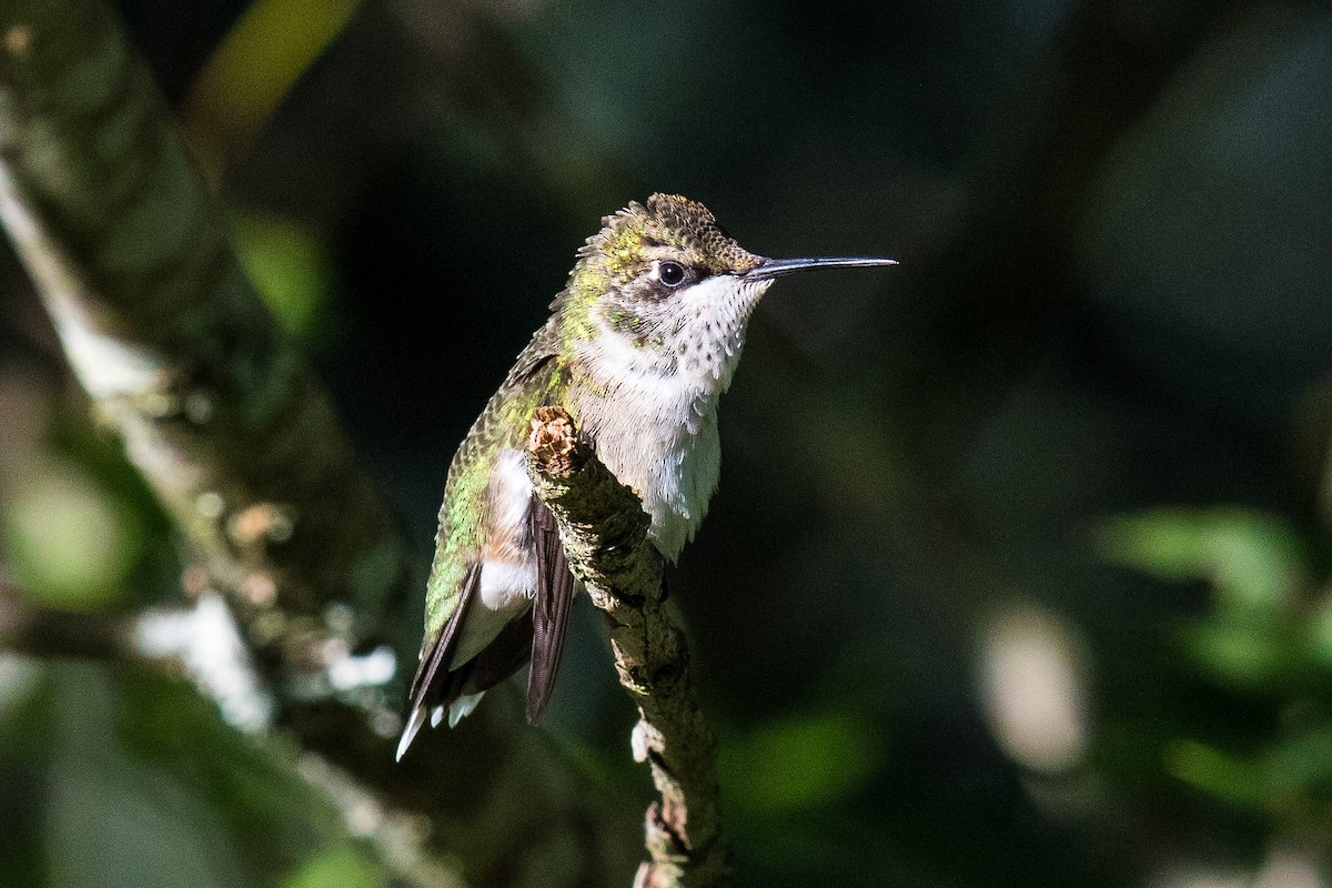 eBird Checklist - 12 Aug 2020 - Great Smoky Mountains NP--Clingmans ...