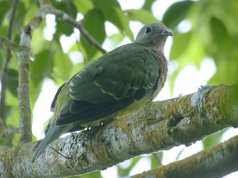 Pink-headed Fruit-Dove - eBird