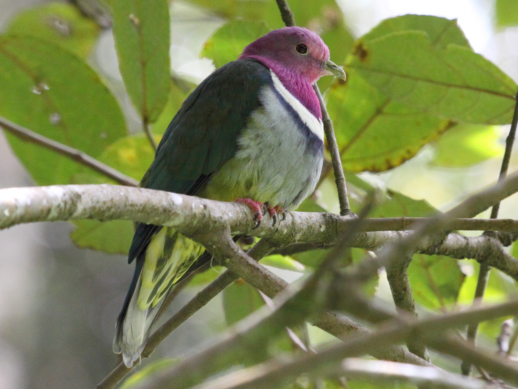Pink-headed Fruit-Dove - eBird