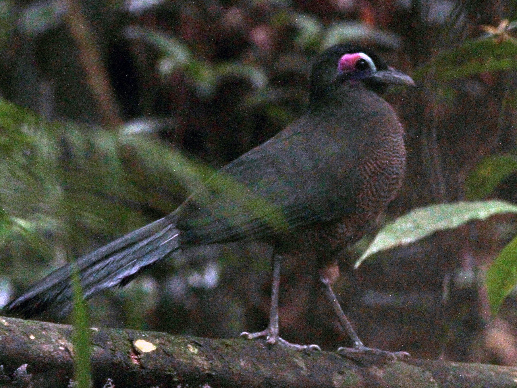 Sumatran Ground-Cuckoo - eBird