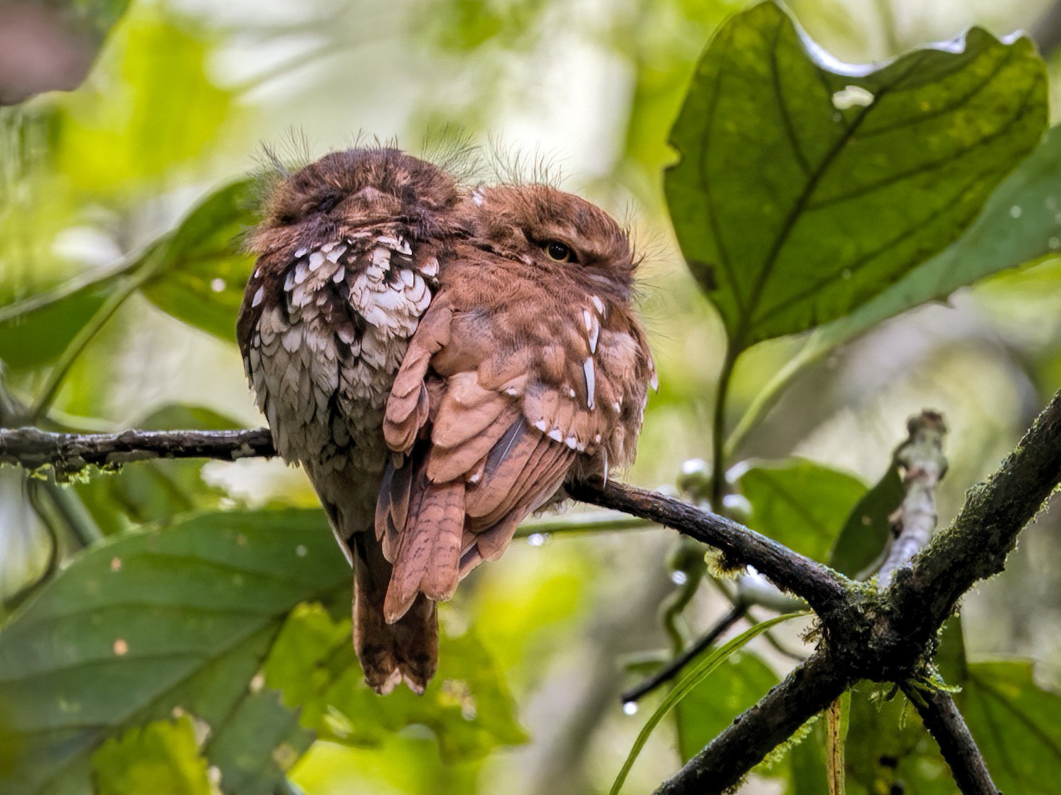 Podargo Colicorto - eBird