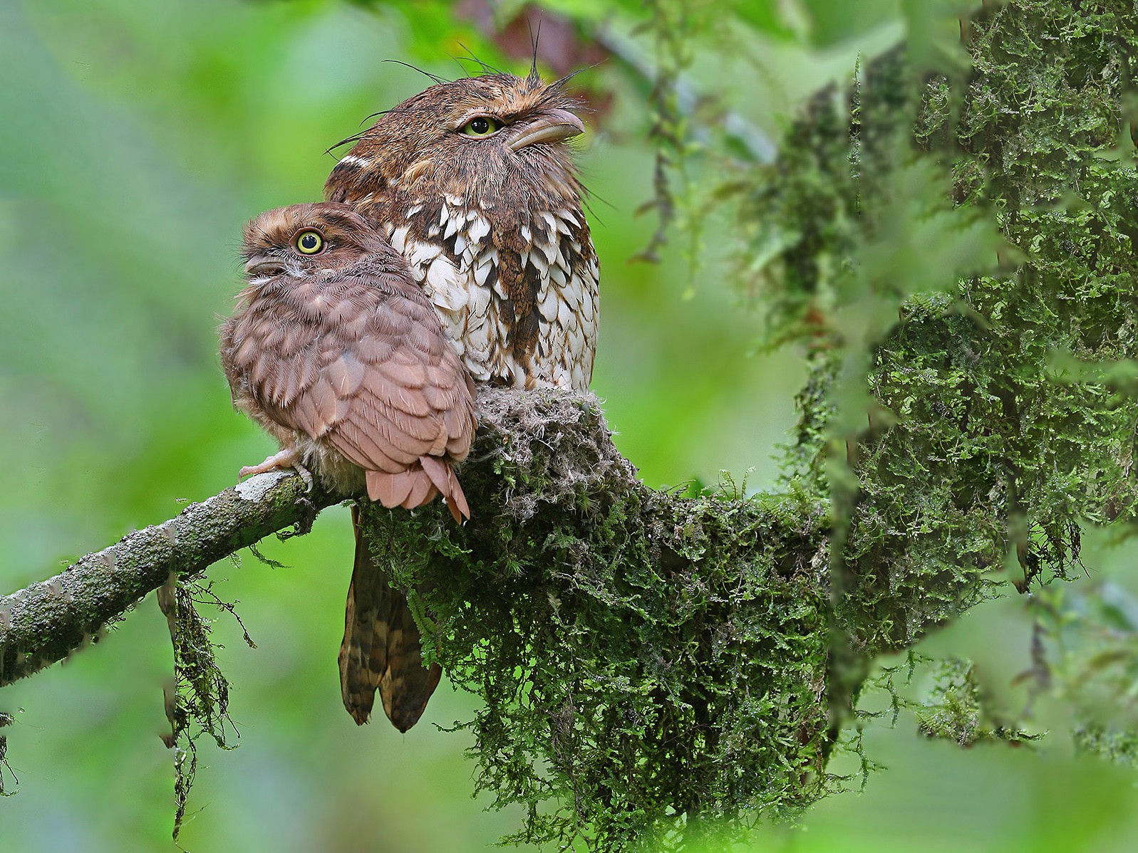 Podargo Colicorto - eBird