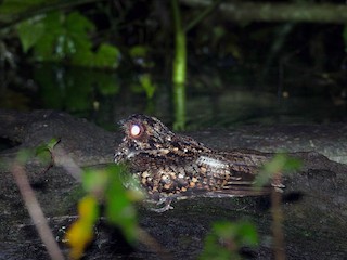 Engoulevent de Salvadori - eBird