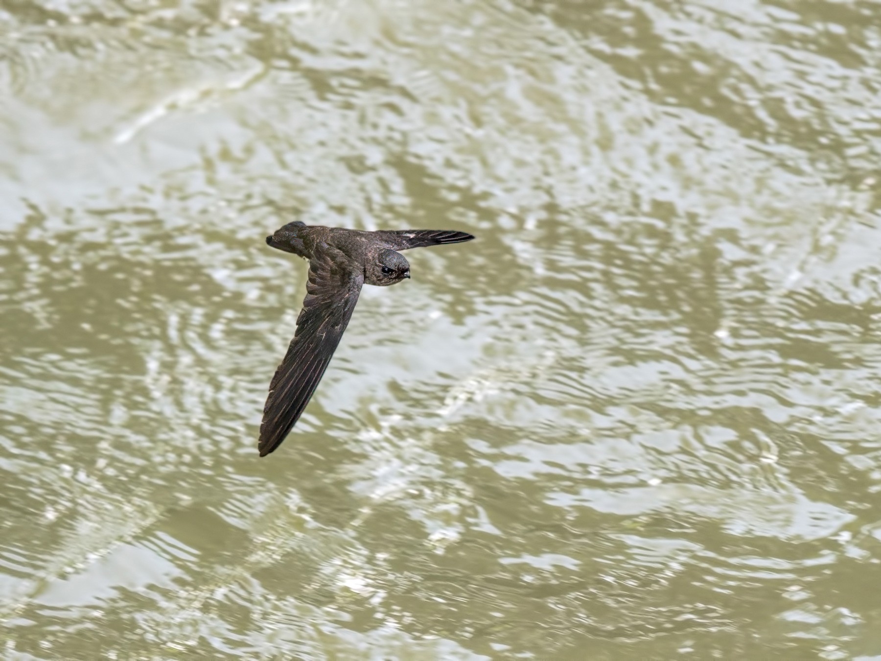 Cave Swiftlet - eBird