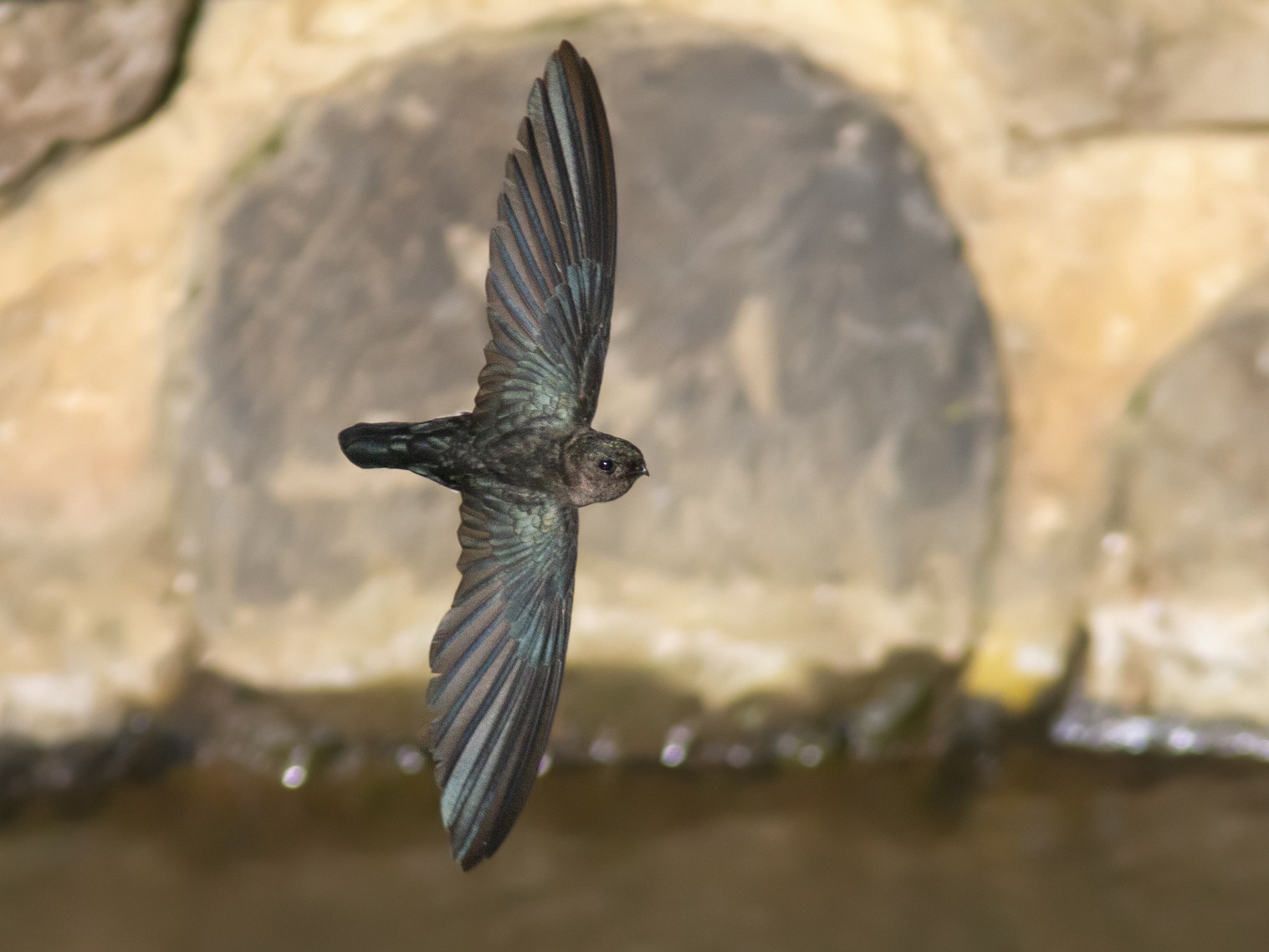 Cave Swiftlet - eBird
