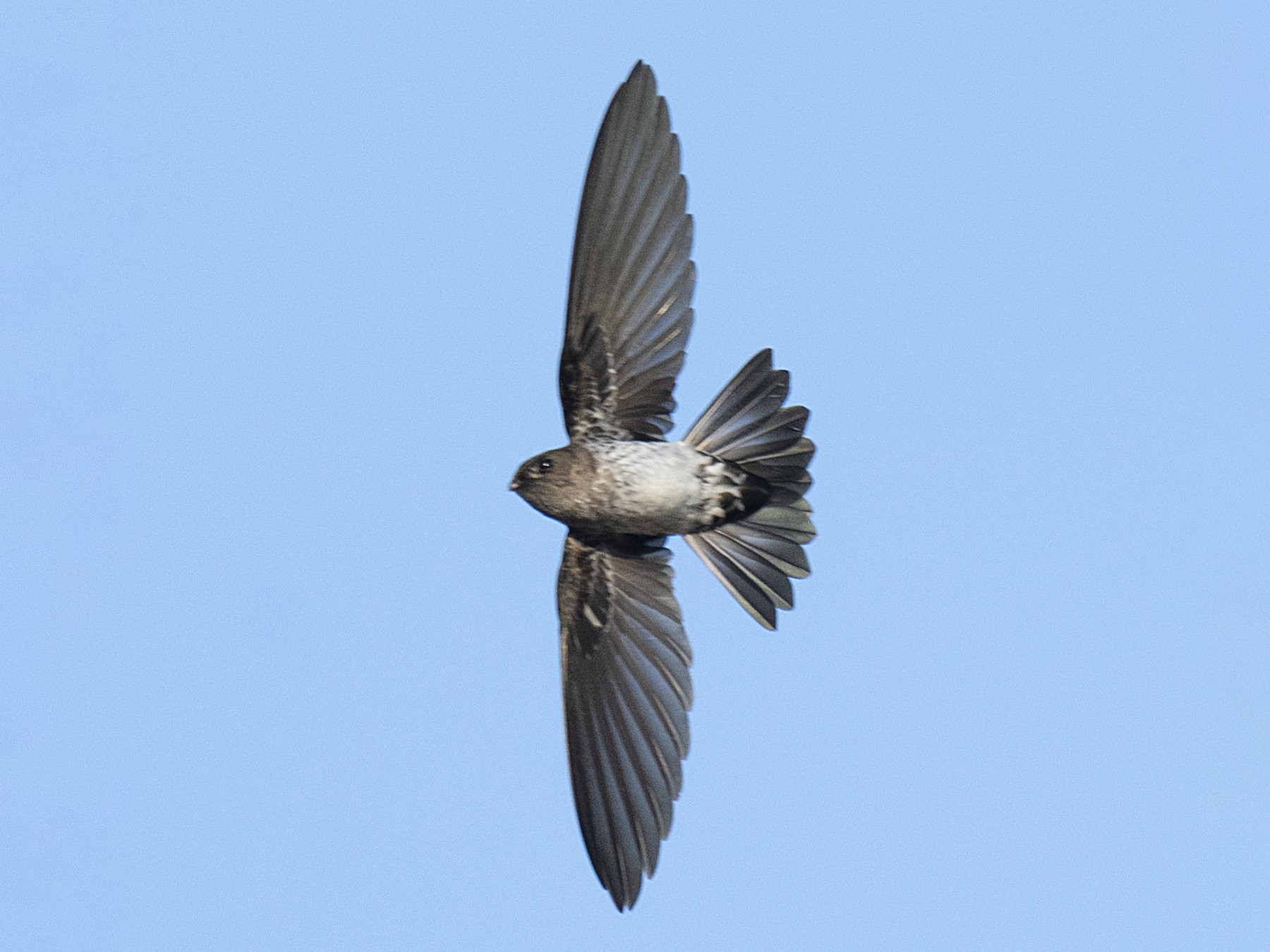 Cave Swiftlet - eBird