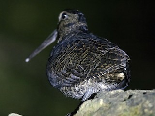 Javan Woodcock - eBird