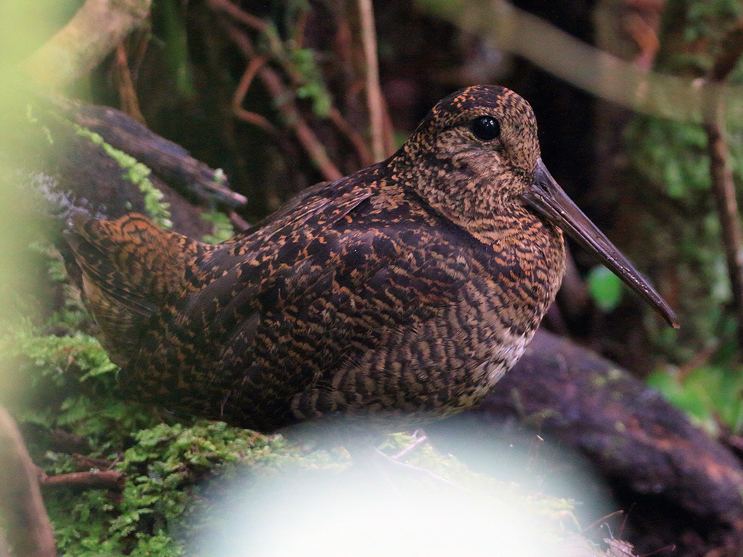Javan Woodcock - eBird