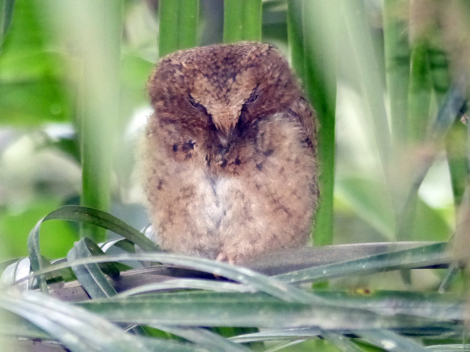 Rajah Scops-Owl - eBird