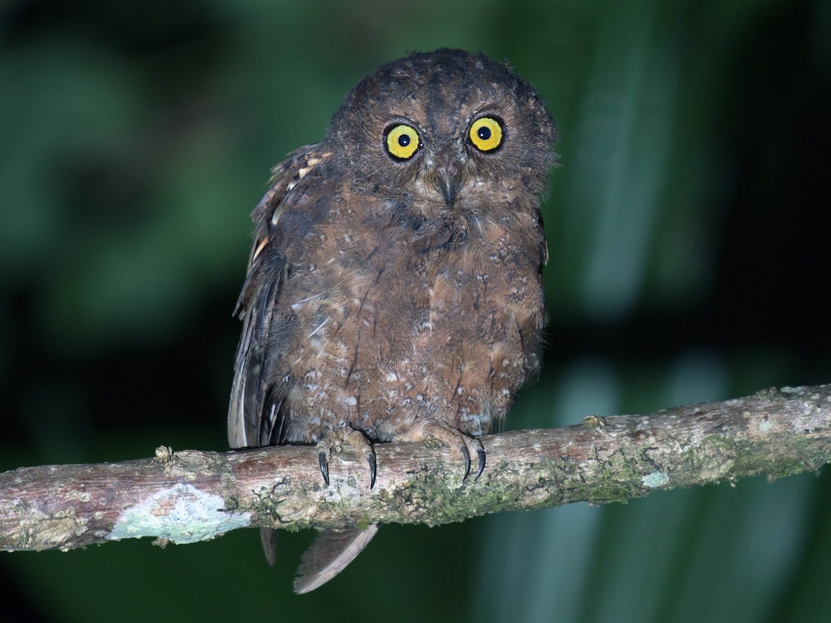 Simeulue Scops-Owl - Otus umbra - Birds of the World