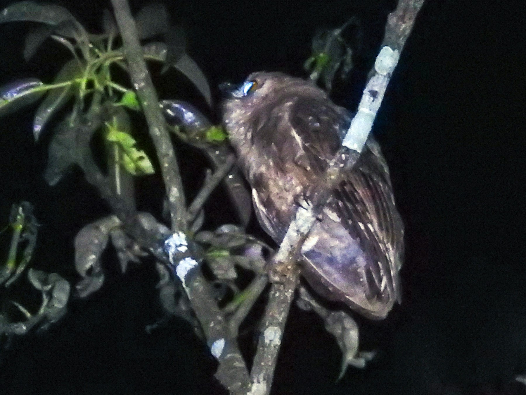 Enggano Scops-Owl - eBird