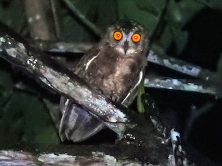Enggano Scops-Owl - eBird