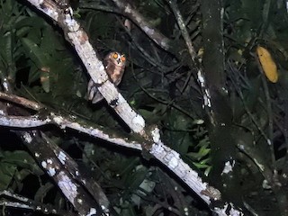 Enggano Scops-Owl - eBird