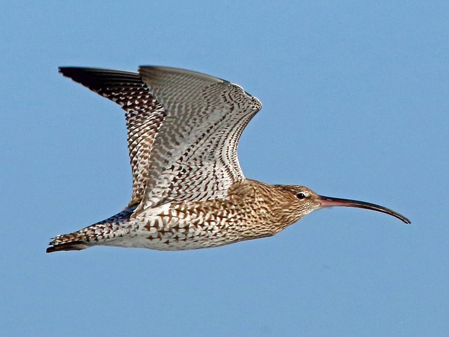 Eurasian Curlew - eBird