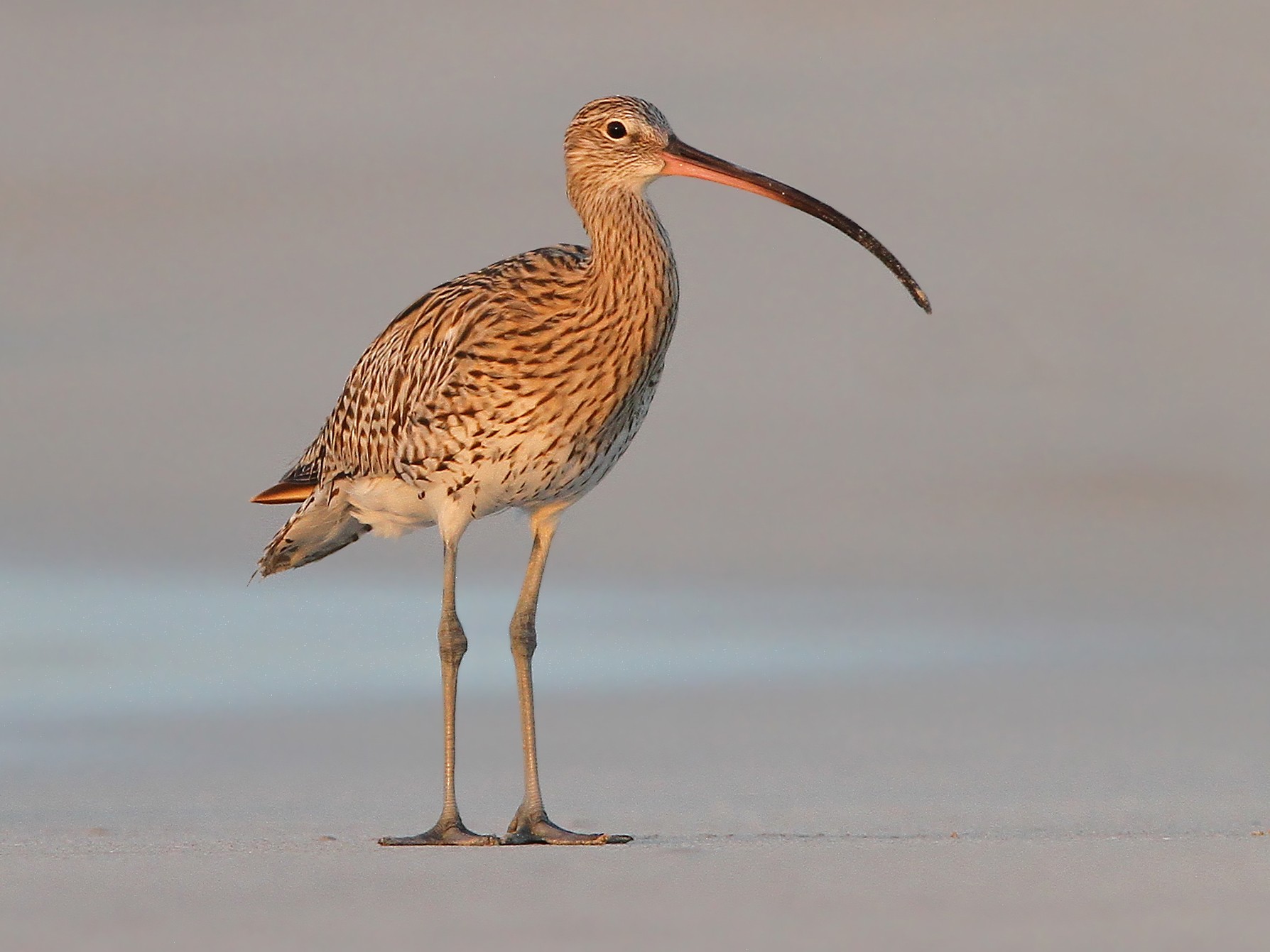 Curlew Bird