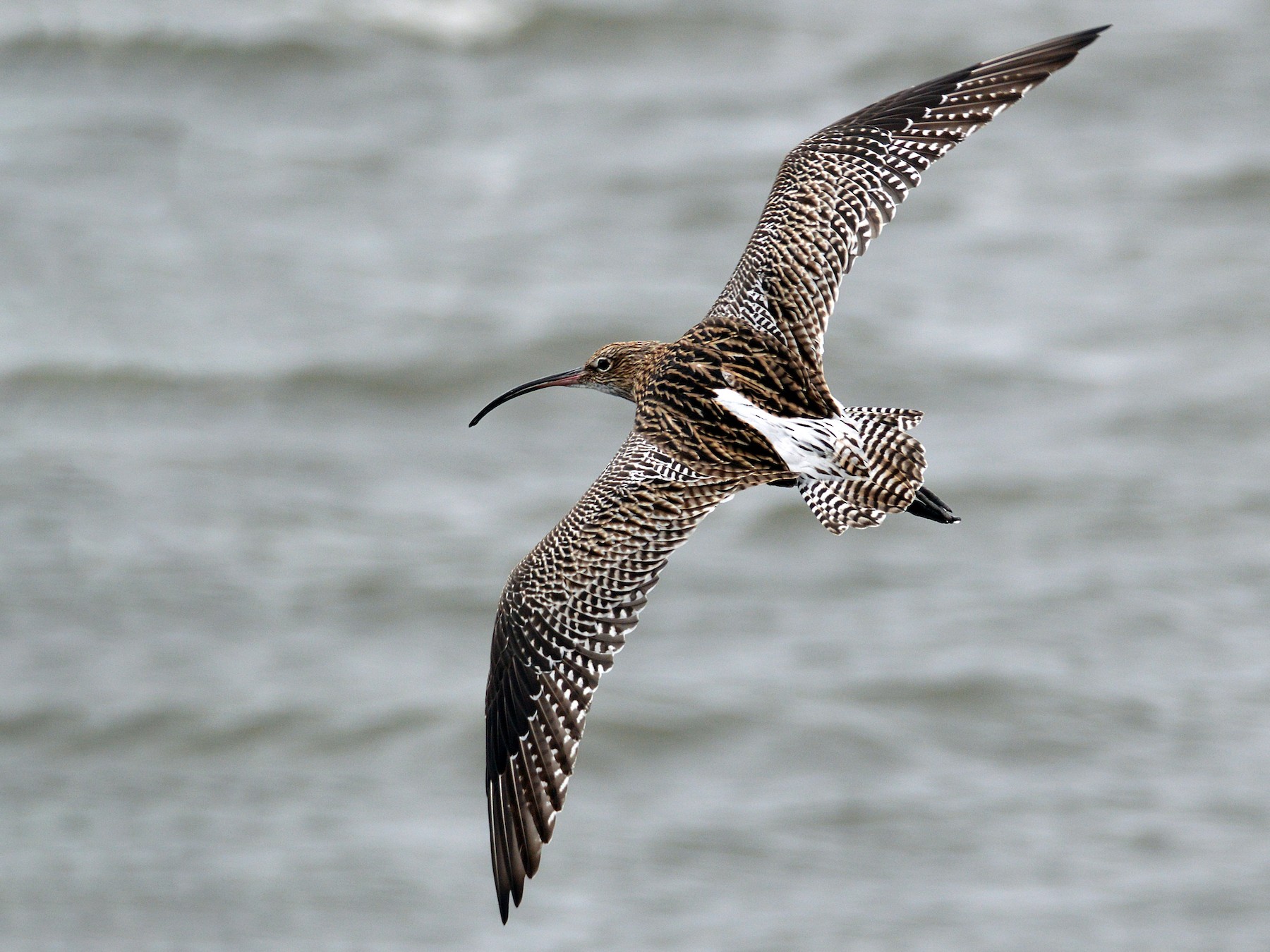 Curlew Bird