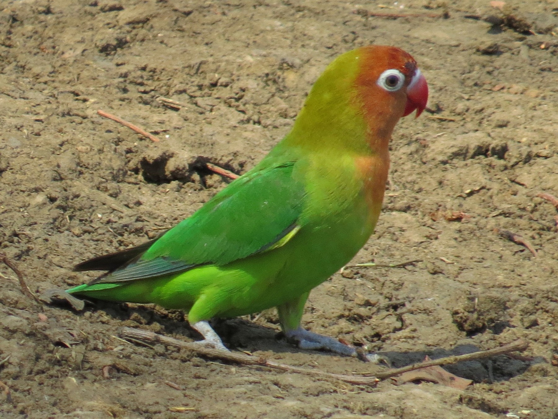 Inséparable de Lilian - eBird