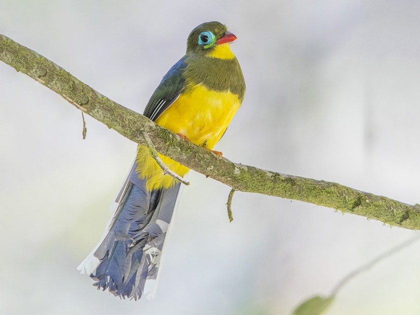 Sumatran Trogon - eBird