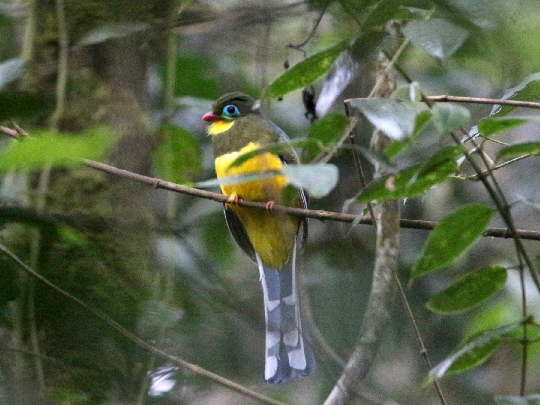 Sumatran Trogon - eBird
