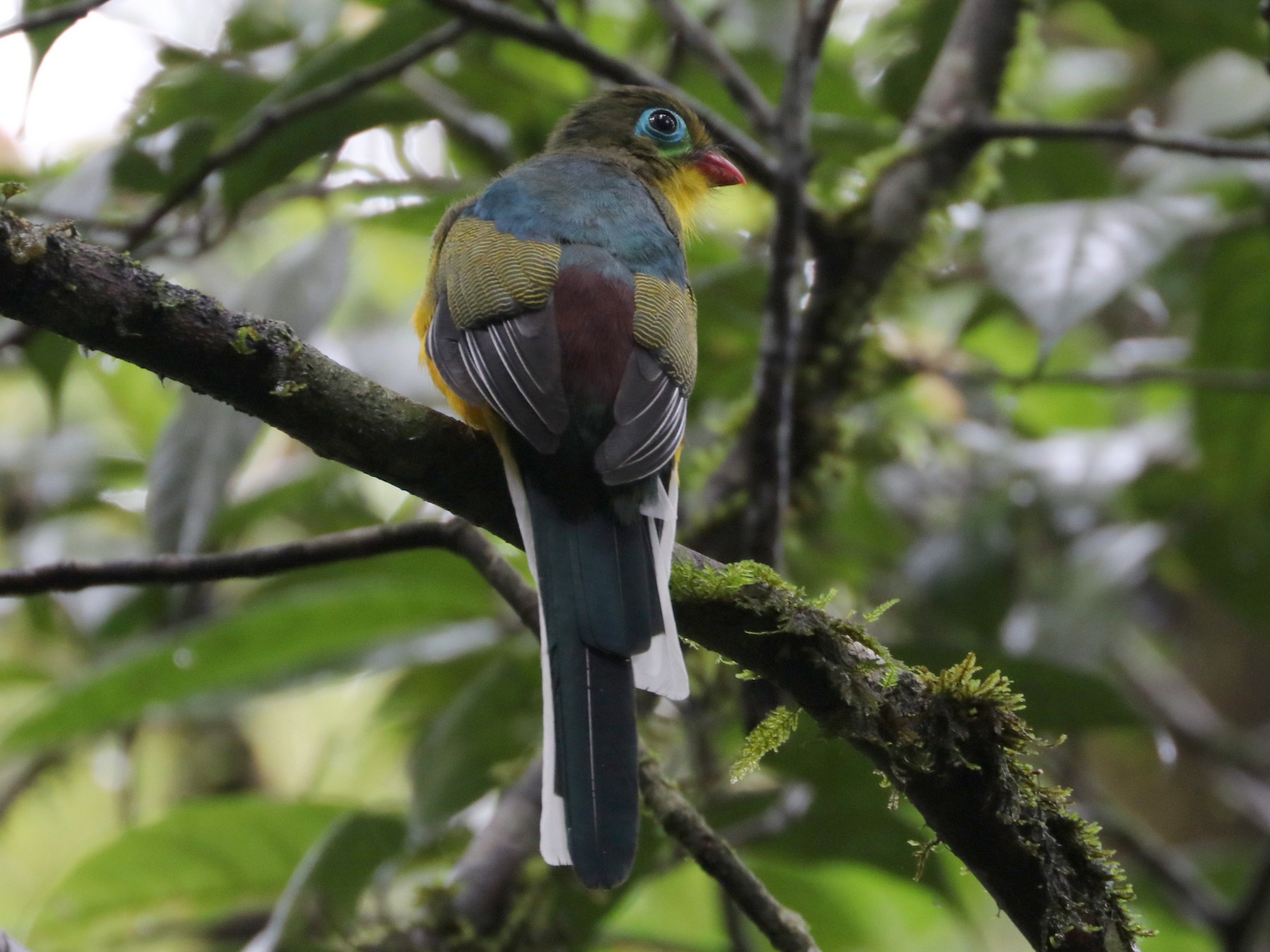 Sumatran Trogon - eBird