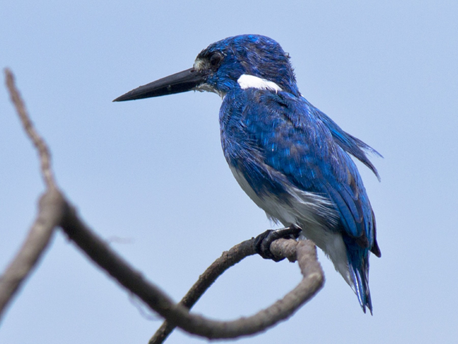 Small Blue Kingfisher - eBird