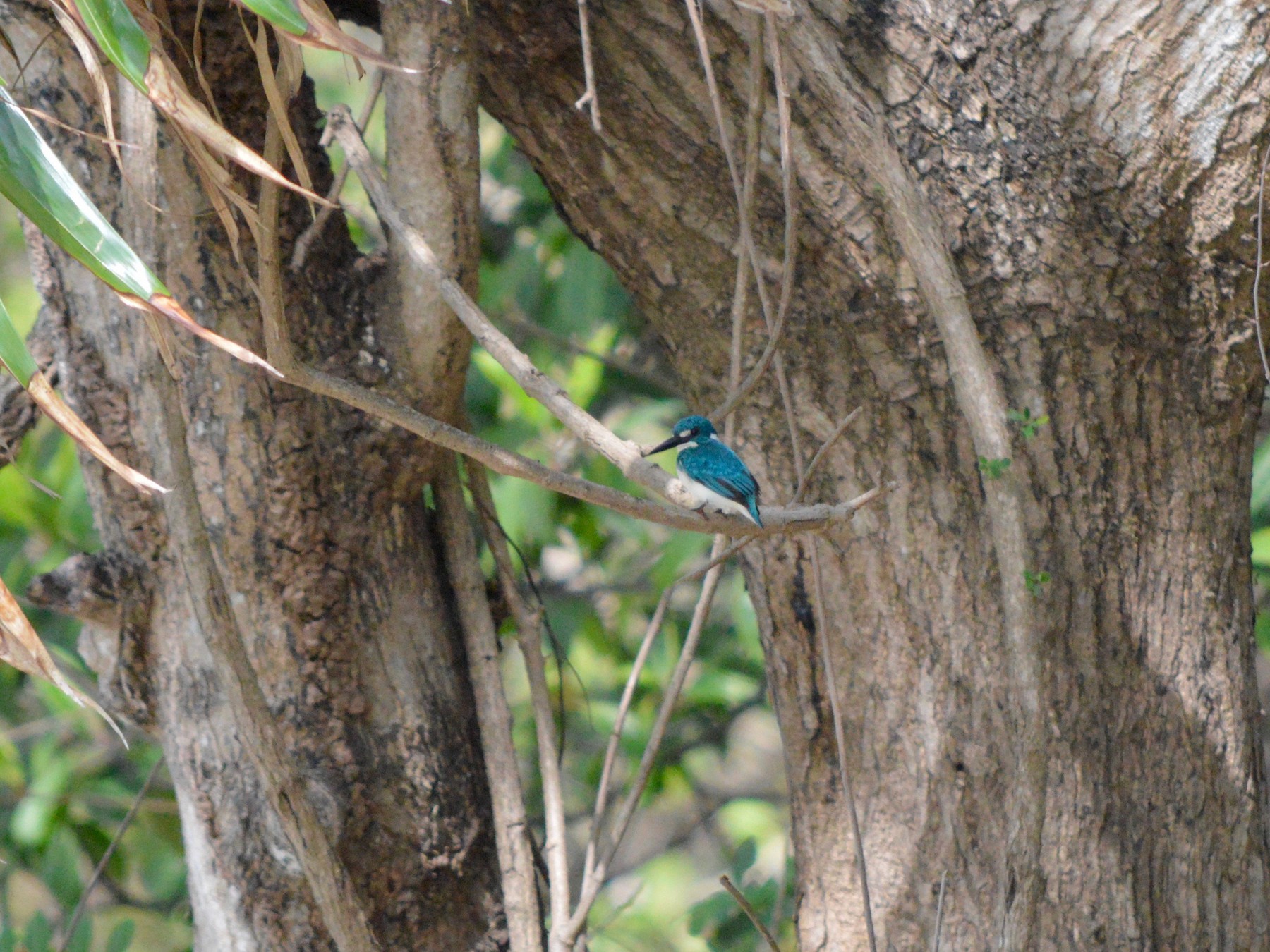 Raja-udang biru - eBird