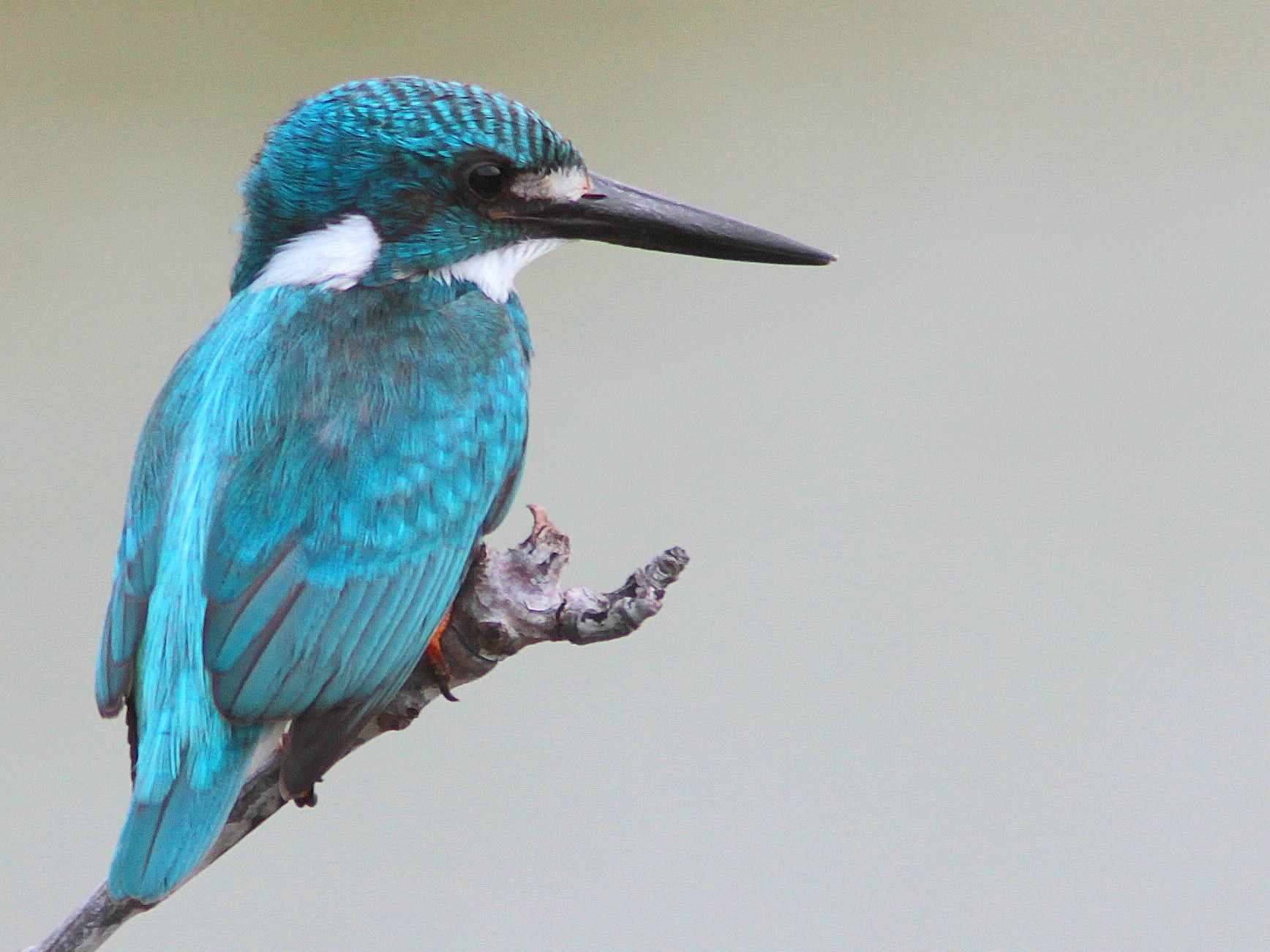 Small Blue Kingfisher - eBird