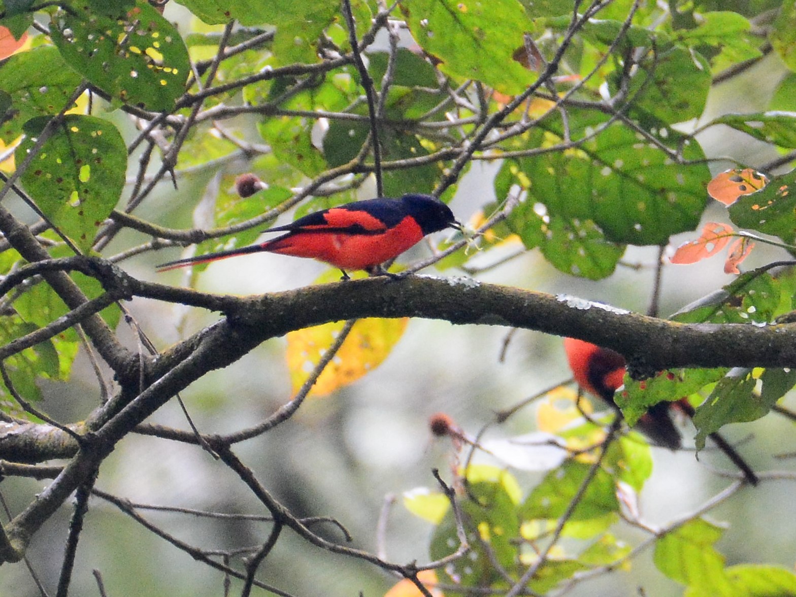 Sunda Minivet - eBird
