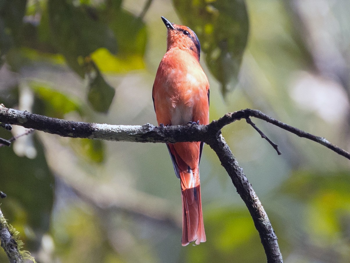 Sunda Minivet - eBird