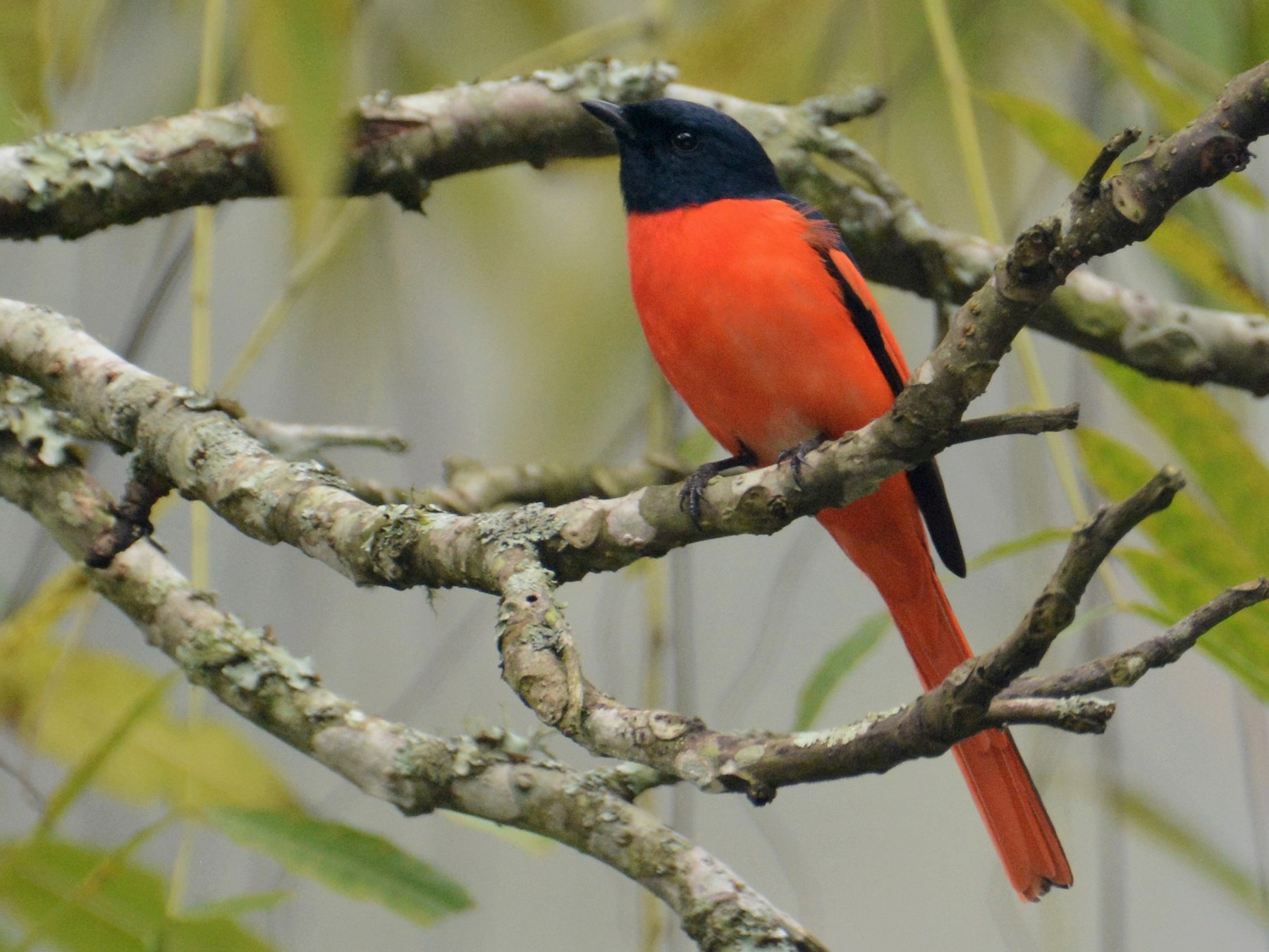 Sunda Minivet - eBird