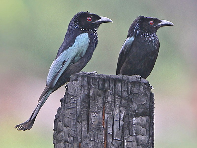 Sumatran Drongo - eBird