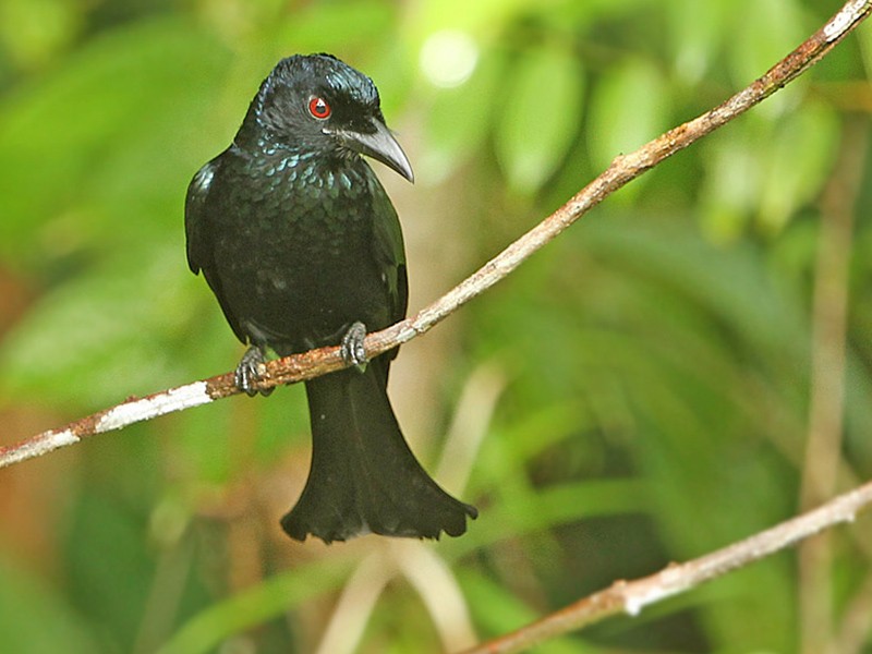 Sumatran Drongo - eBird